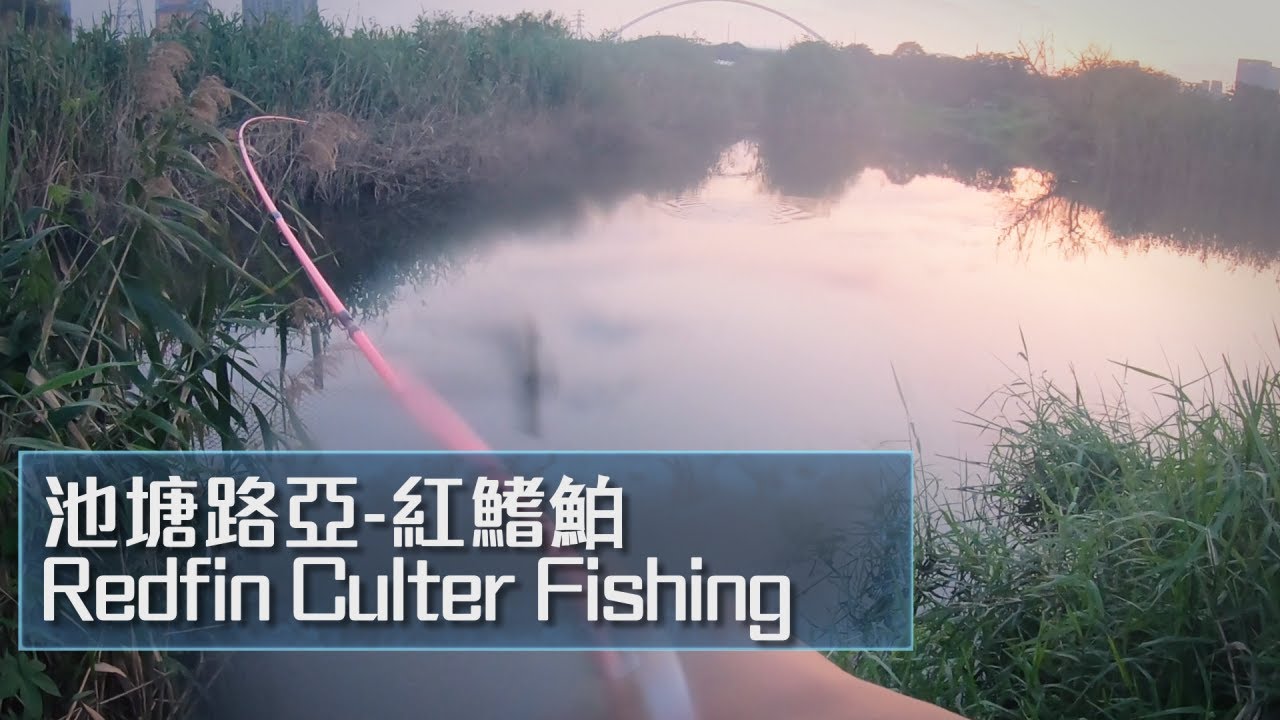 新海一期人工濕地||碰上紅鰭鮊吃飯時間 || Taipei Redfin Culter Fishing #曲腰 #路亞 #新海濕地 - YouTube