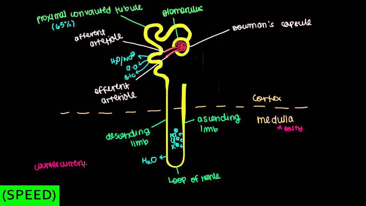 [SPEED] How do our kidneys make urine- (Nephron, Countercurrent ...