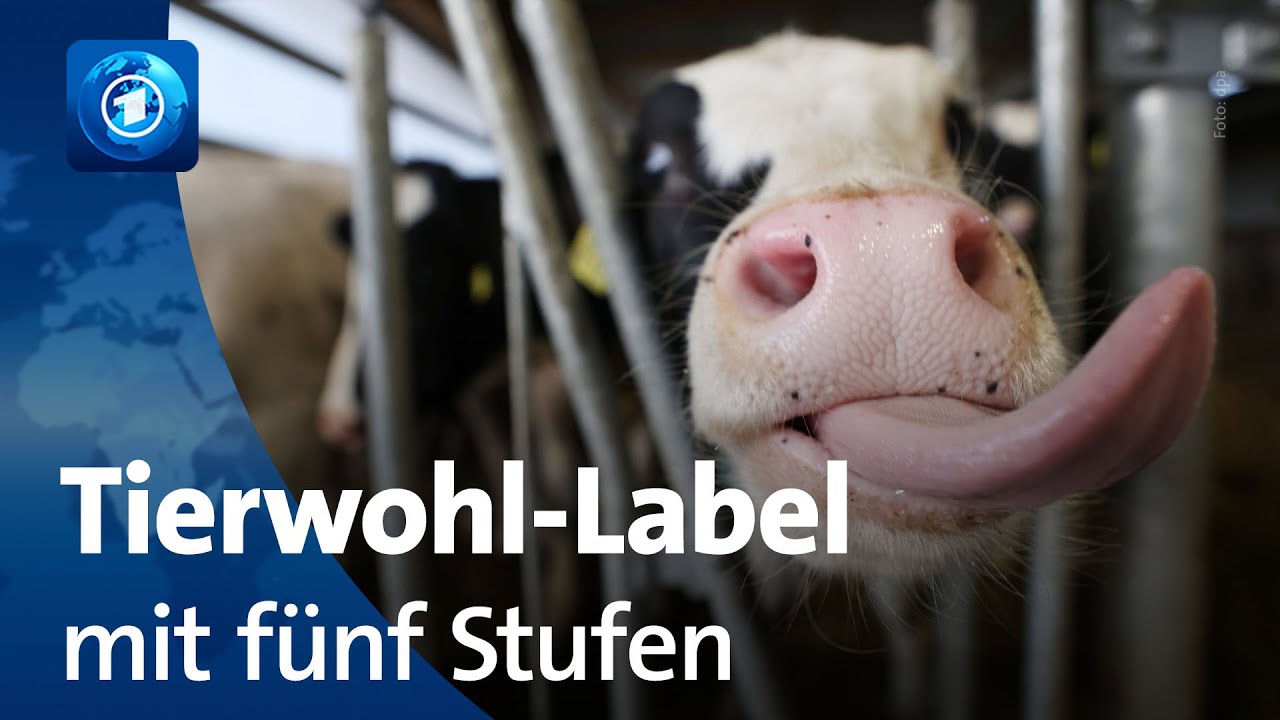 Tierwohl-Label: Bundesagrarminister Özdemir stellt Konzept vor - YouTube