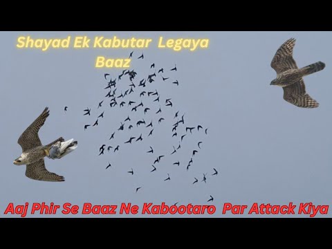 Baaz Ne Kabootaro Par Attack Kar Diya || A S Pet world || - YouTube