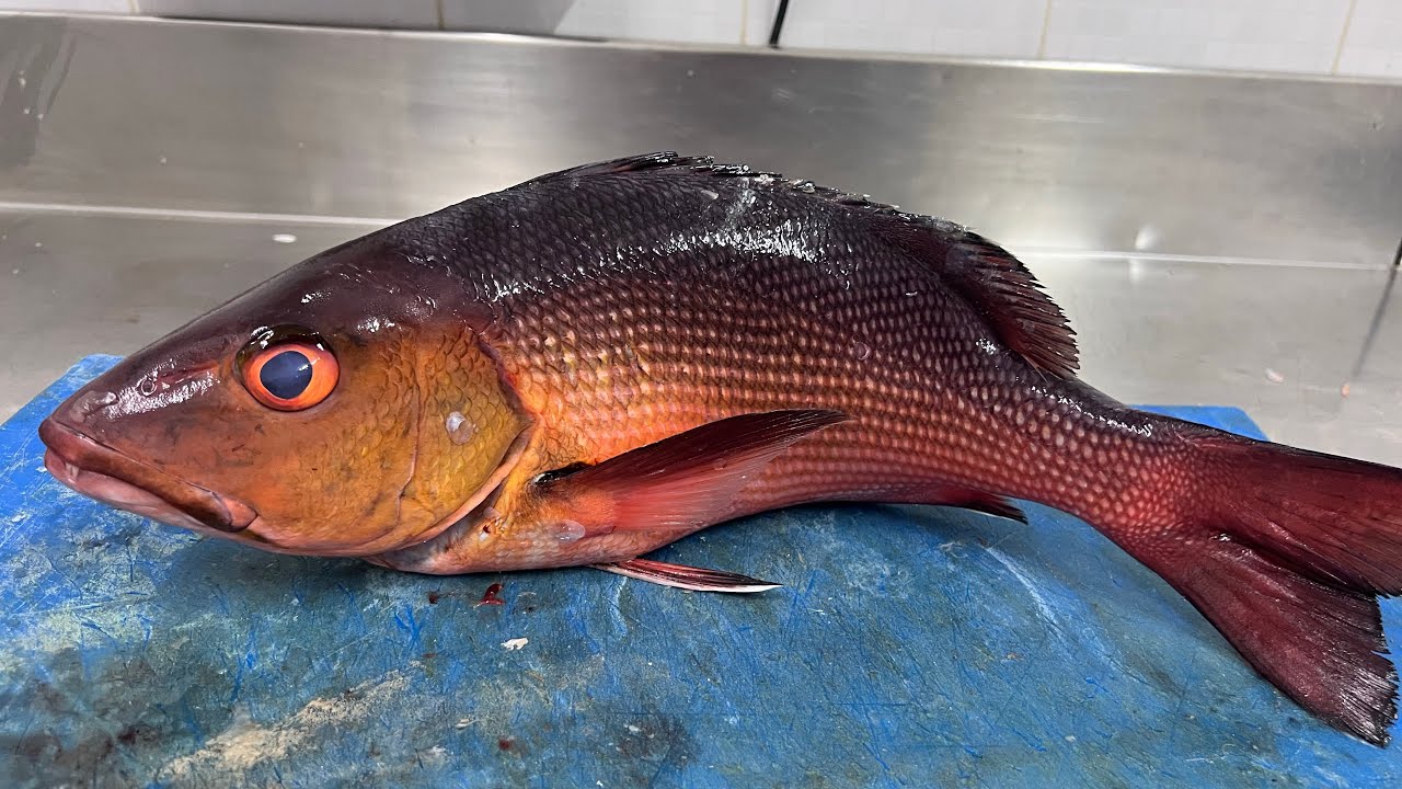 How to fillet red snapper quickly - YouTube