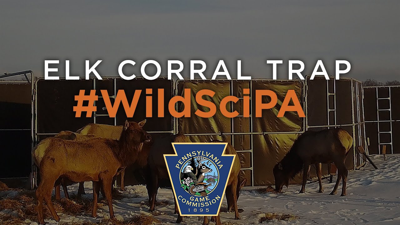 Elk Corral Trap #WildSciPA - YouTube