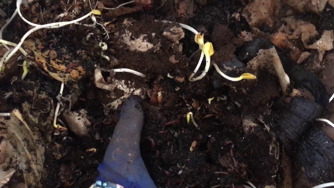 Worms and Sprouts - YouTube