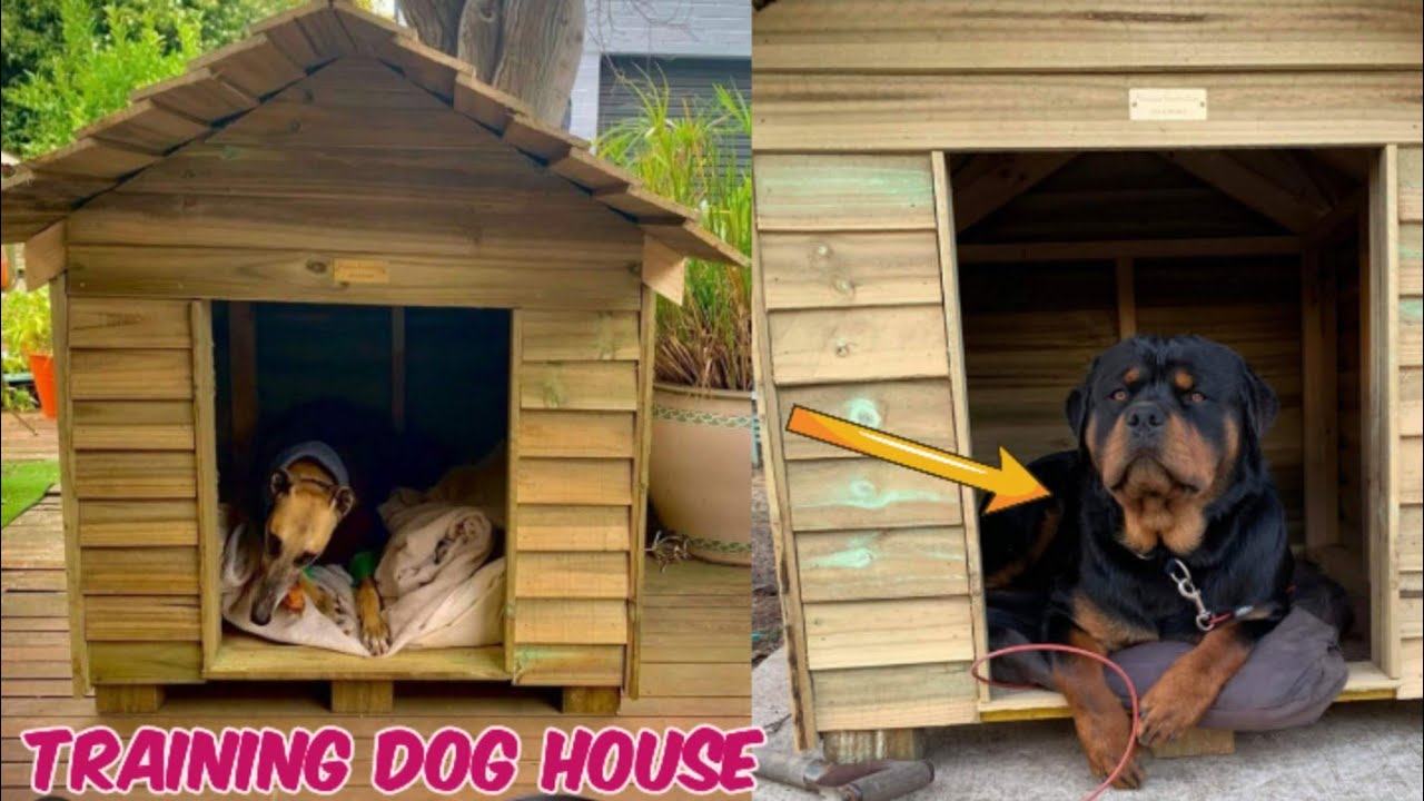 Dog rescue and build Loving Dog House - Build House for Puppies🤪 - YouTube