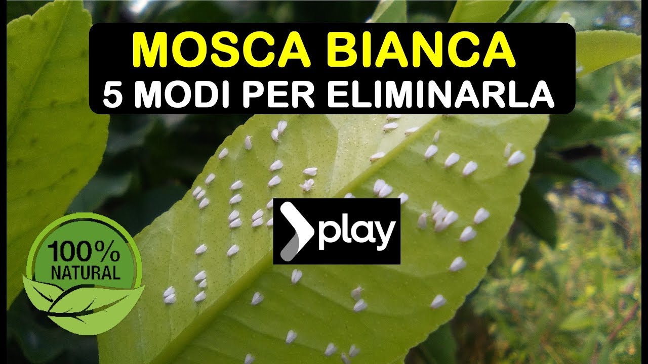 MOSCA BIANCA ELIMINARLA IN 5 MODI - YouTube