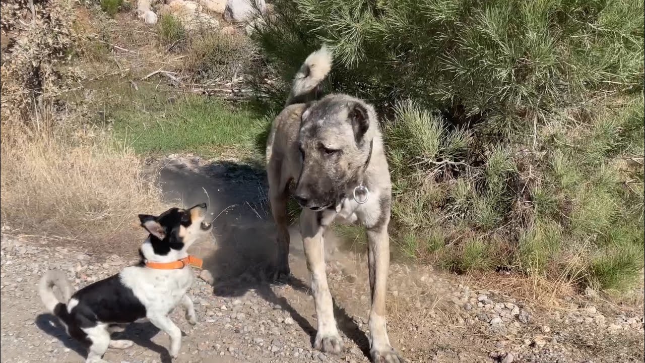 KANGAL RAMBO ZİNCİRİNİ KIRDI VE FİFİYİ CİDİYE ALAMIYOR😂 - YouTube