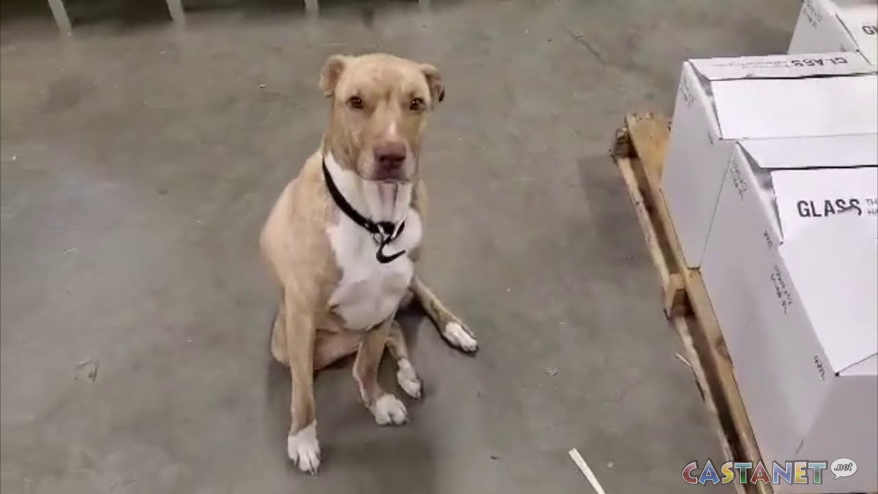 Raising funds for rescue dog - YouTube