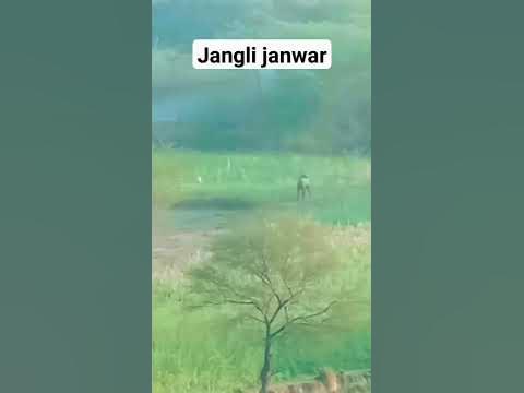jangli janwar - YouTube