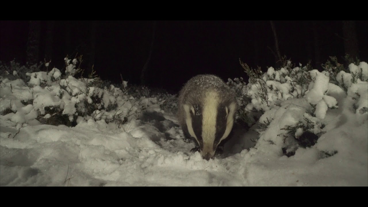 Badger Bytes - Foraging - YouTube