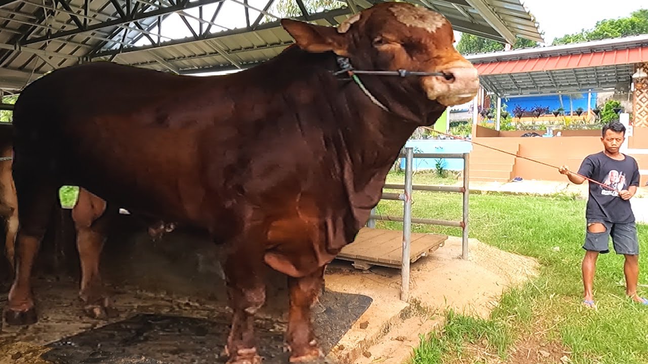 Sapi Jumbo Terbesar Keluar Kandang 🔥Full Promo Sapi Qurban Monster 1 ...