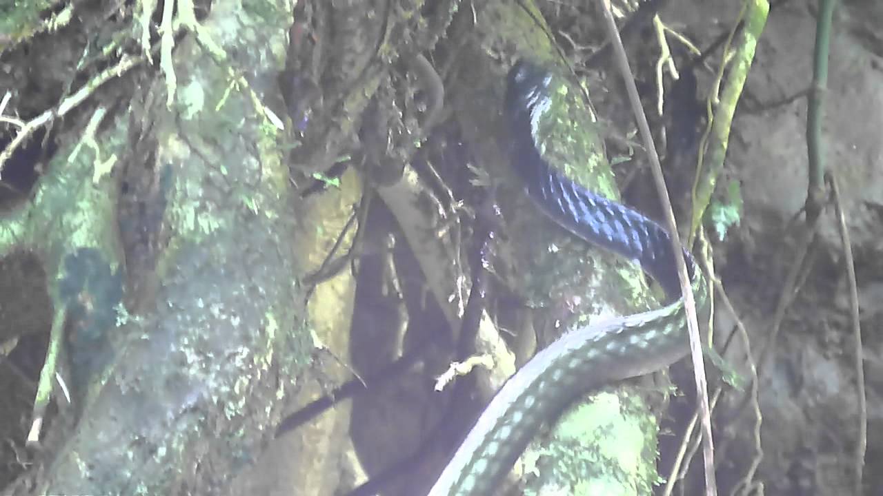 Chironius grandisquamis (Shiny whipsnake - tamagaz negro, serpiente de ...