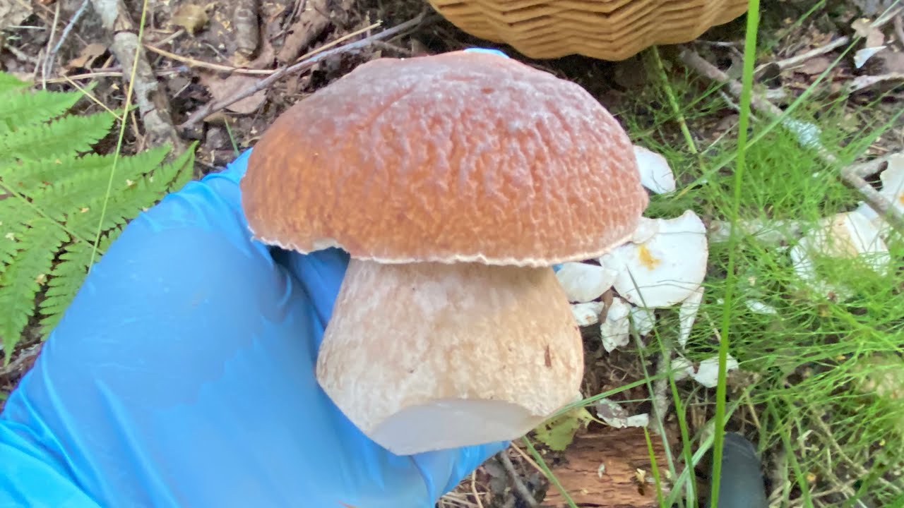 เสียดายมาก⚠️(เห็ดแรกของปี),เห็ดผึ้งหวาน,Stensopp/,karljohan⁉️,(Boletus ...