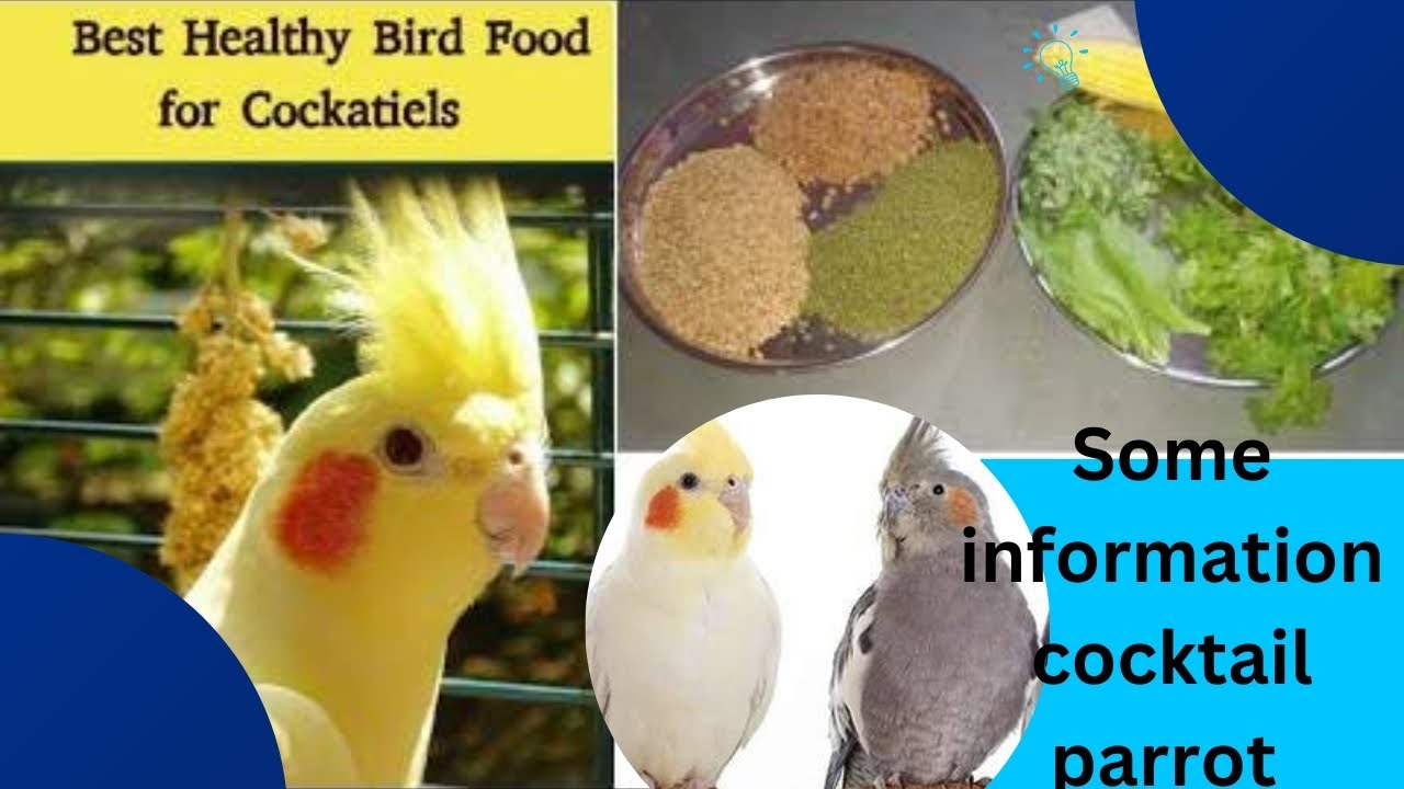 cocktail parrot food, cage size and box/ cocktail parrot price ...
