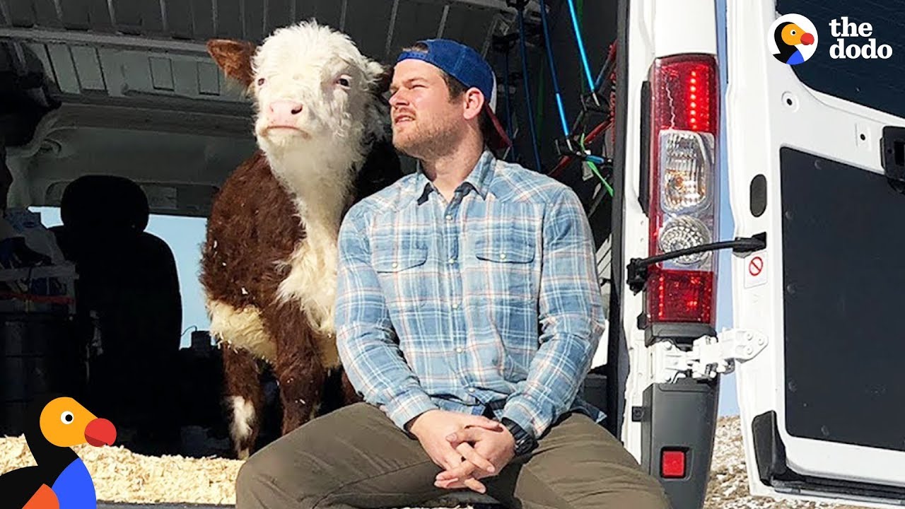 Guy and His Cow Drive Across The U.S. in a Van | The Dodo - YouTube