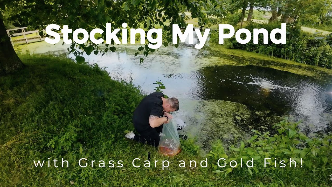 Watching my Pond Thrive: Stocking Grass Carp and Goldfish for the ...