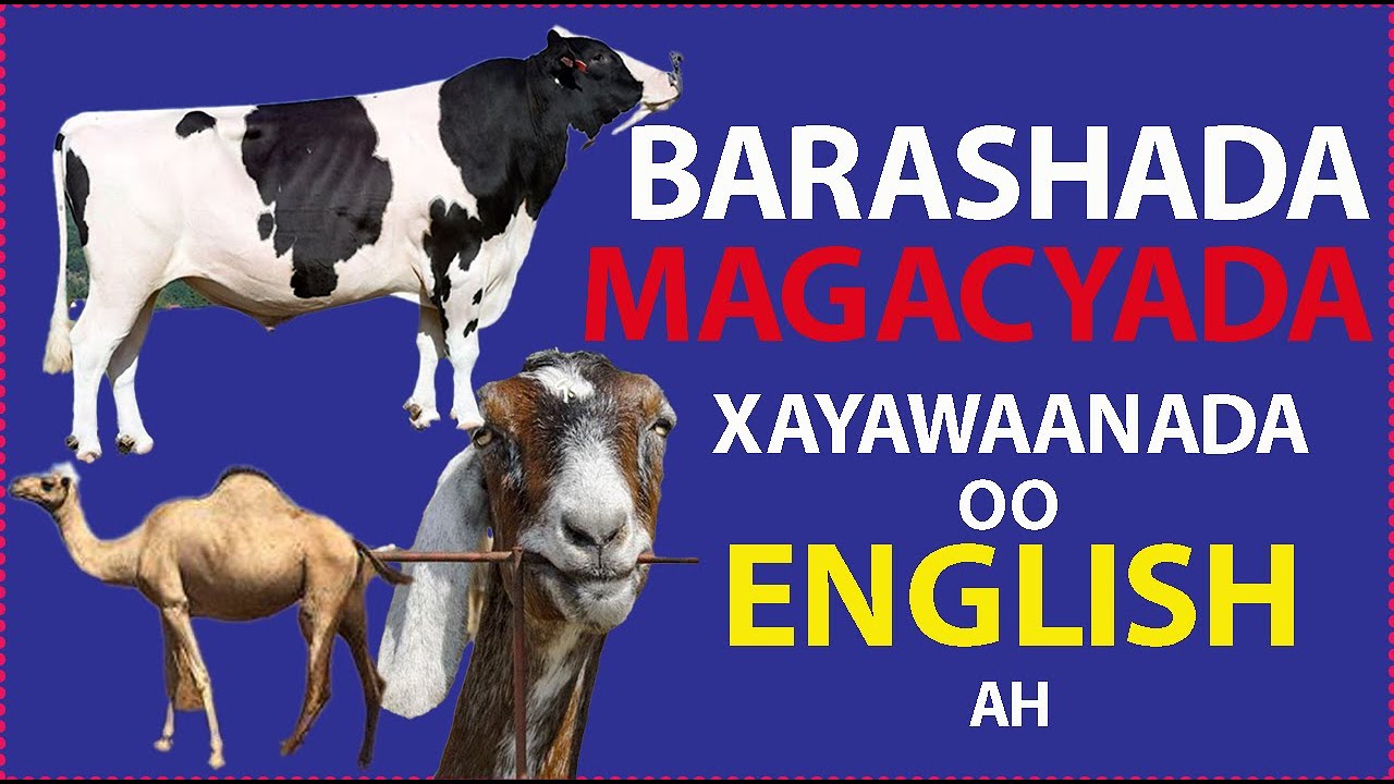 BARASHADA ENGLISH KA OO BILOW AH| CHASHARKII 35aad| @hikaadshe #somali ...