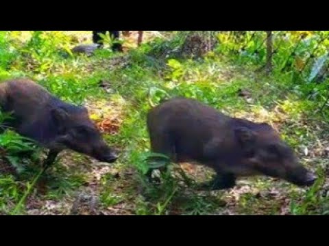 Berburu babi hutan di kebun Sawit Sumatera barat|| Seru sekali ketemu babi hutan super besar ...