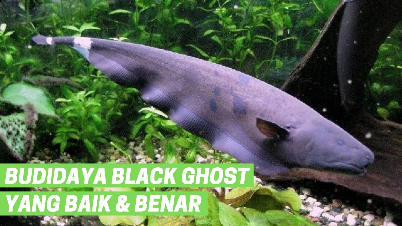Wajib Tahu Cara Budidaya Ikan Black Ghost Youtube
