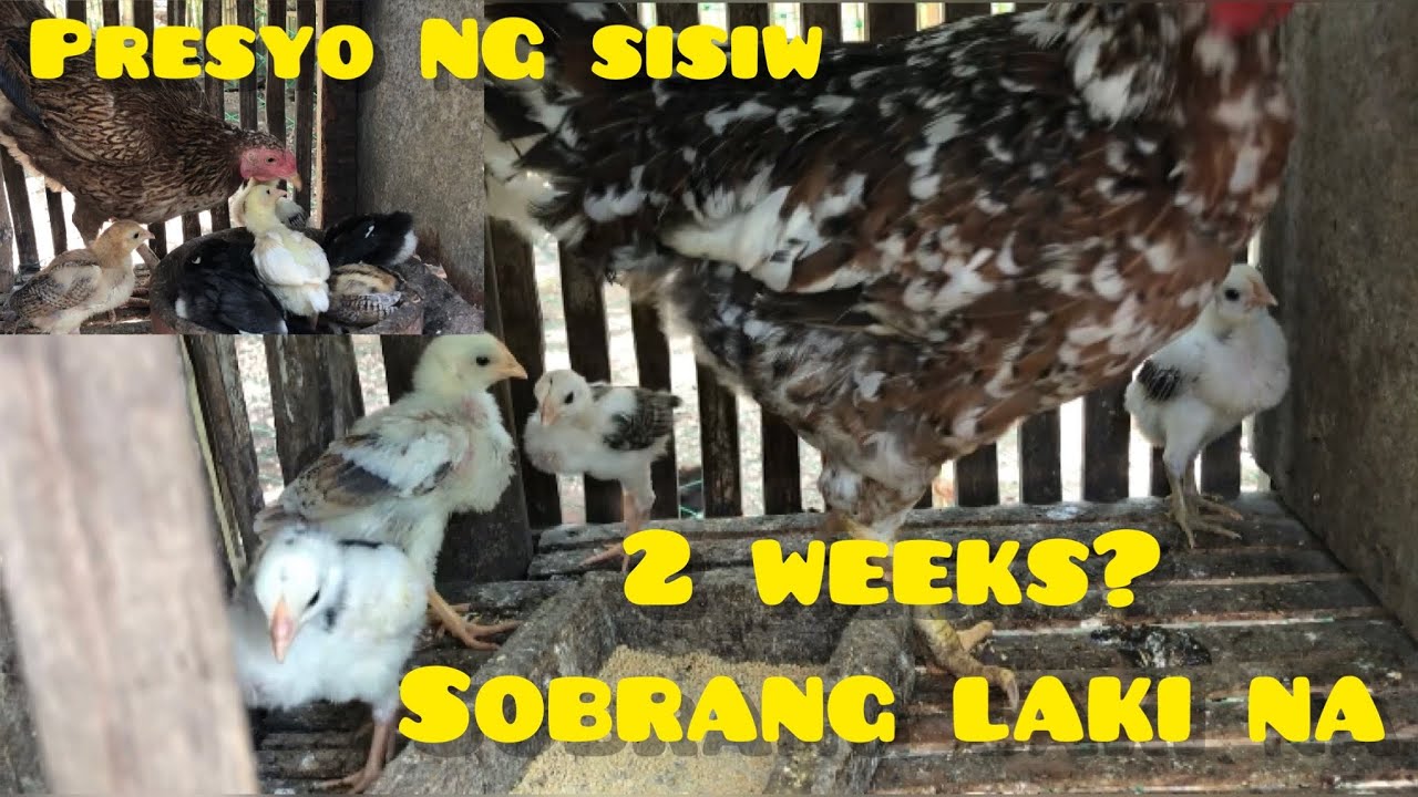 PARAAN PARA MAGING SUPER BILIS ANG PAGLAKI NG SISIW NYO | PRESYO NG MGA ...