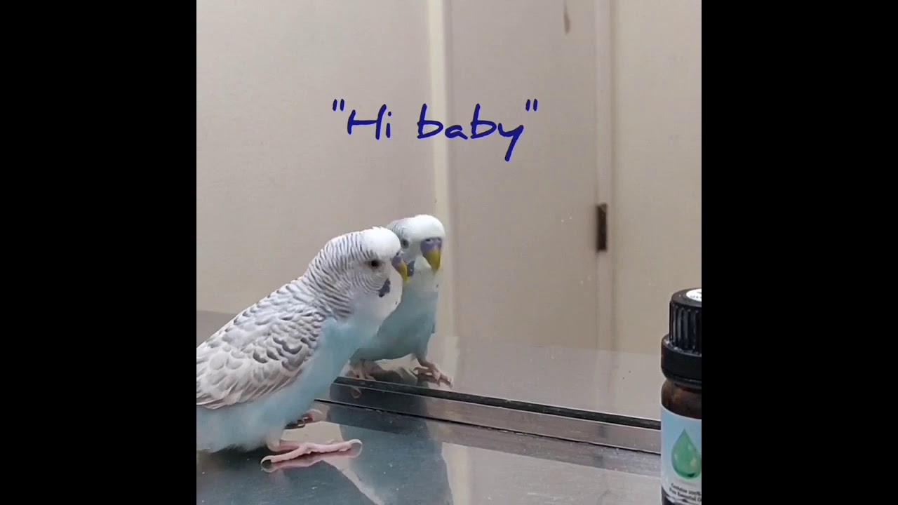 Boogie bird - YouTube