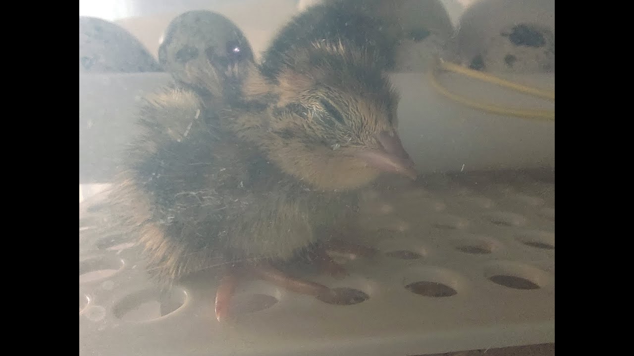 Group 7 BIO3601 The development of a quail embryo from day 0 to day 18 ...