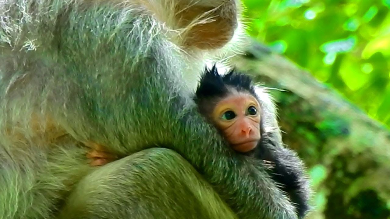 New Baby Timo and Mommy Tima Still Staying On Top Of Tree|They Need ...