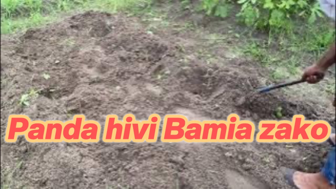 Namna sahihi ya upandaji wa Bamia / proper way to plant okra - YouTube