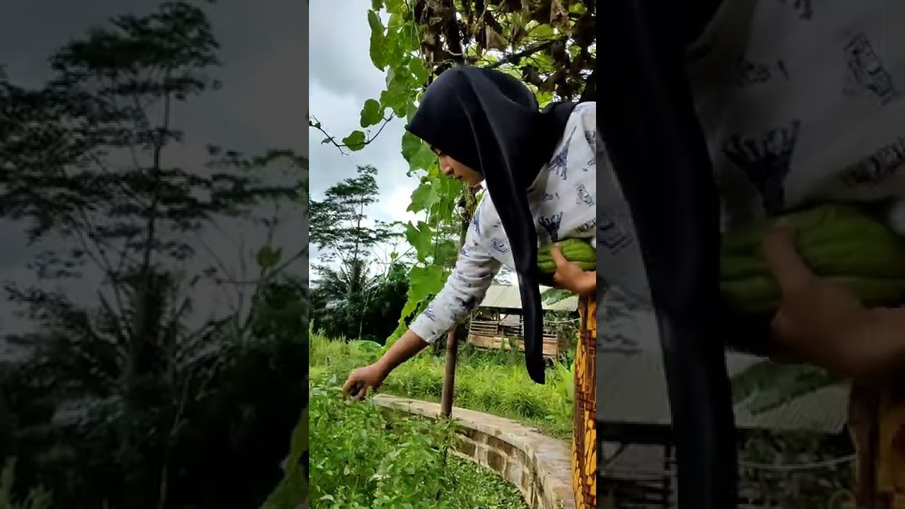 Gadis Desa Turki jampang turunan kidul panen kemangi sunda cantik alami ...