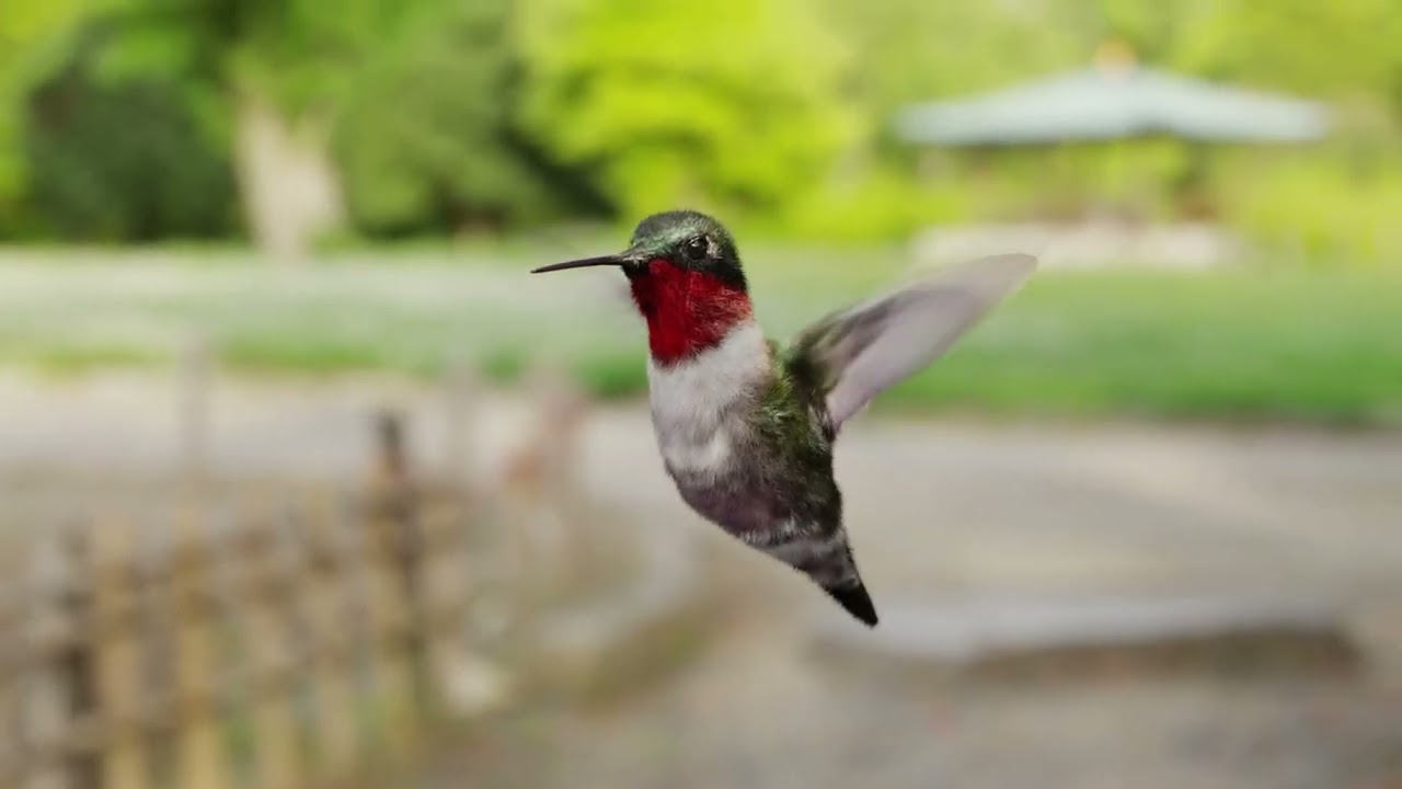 Hummingbird - Free animated 3D model - YouTube