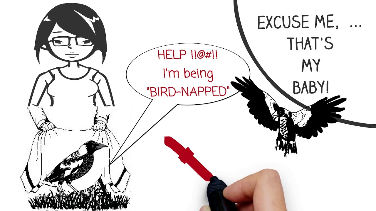 Magpie Swooping - YouTube