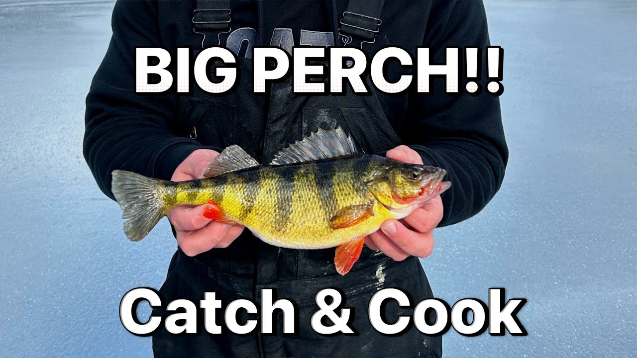 BIG PERCH! Catch and Cook - YouTube