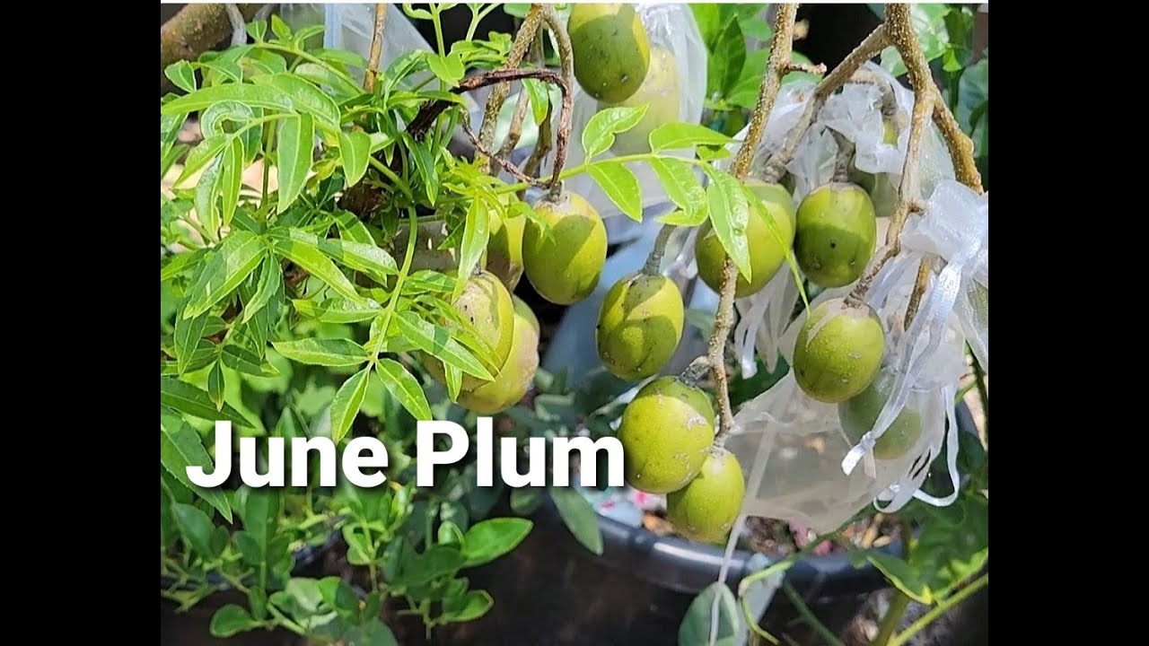 HOW DOES JUNE PLUM TASTE? AMBARELLA. TREE in a 15gal pot with Fruits ...