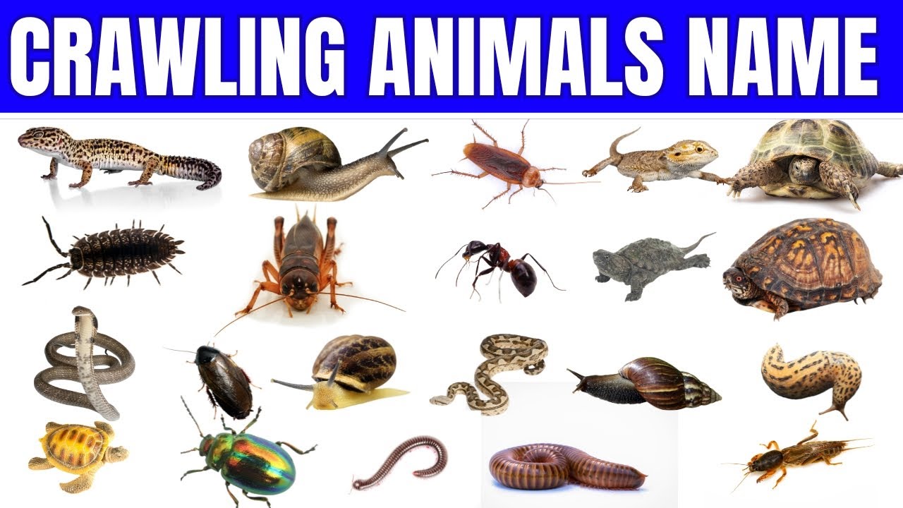 Crawling Animals Name for Kids | Learn 50 Crawling Animals in English ...