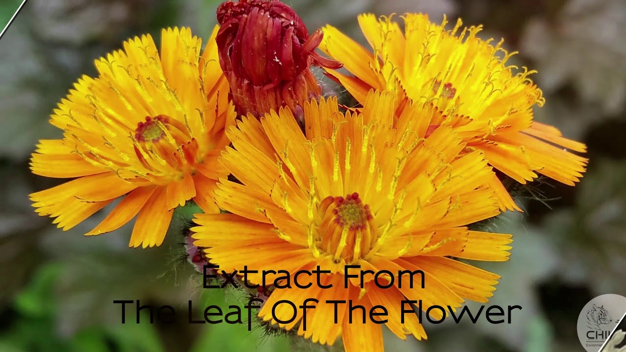 What is Hieracium Hawkweed? Used in Chilyo Environmental Skincare ...