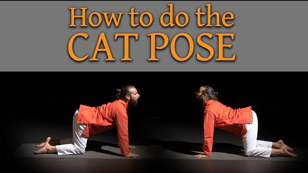 How to do the Cat Pose - YOGASANA 275-277 - YouTube