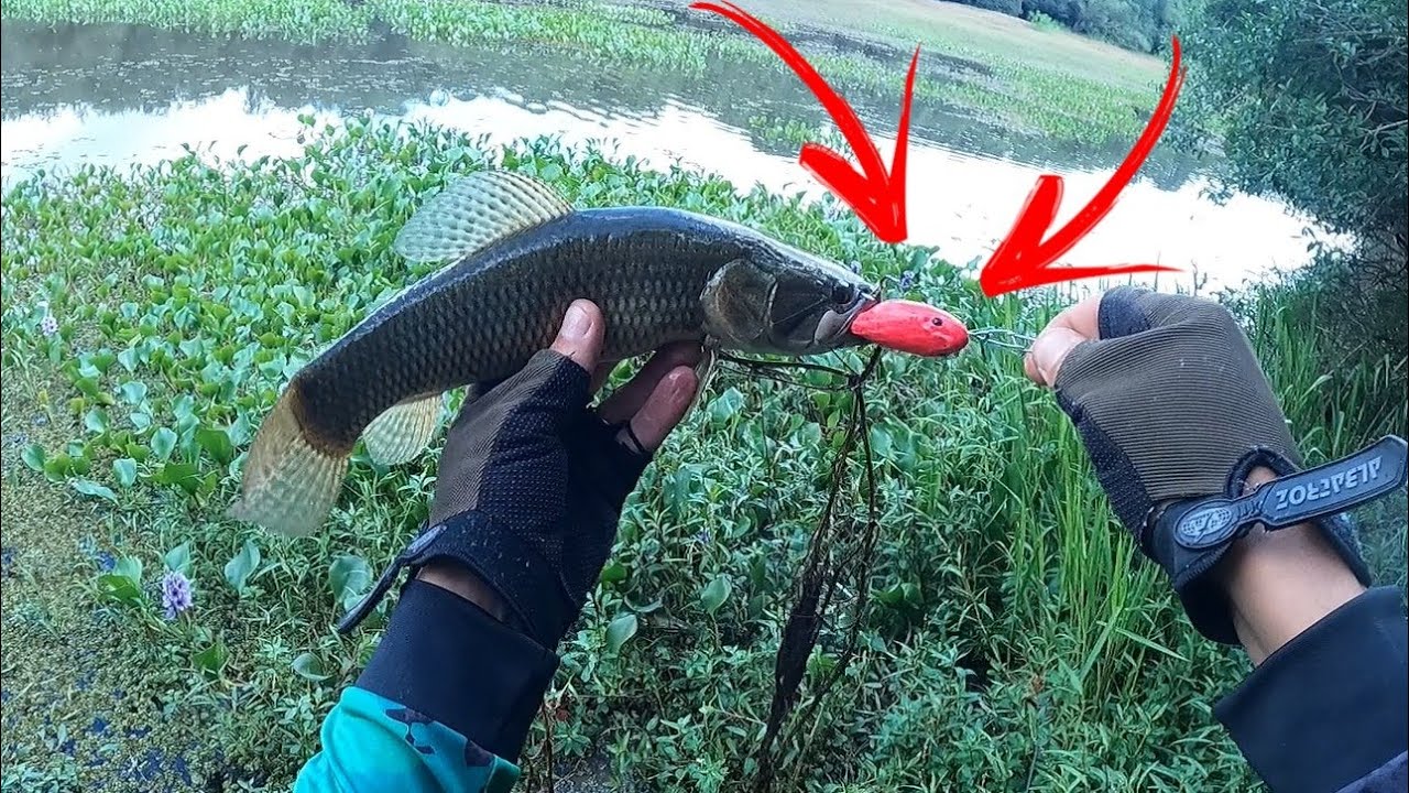 Big Snake essa isca não perdoa.. Pescaria de traíras#pesqueesolte - YouTube