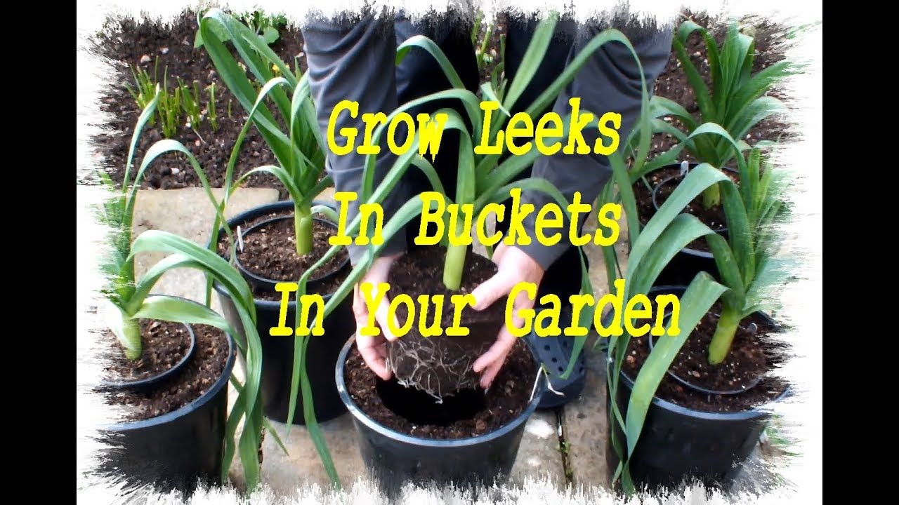 Grow Leeks in Buckets in your Garden or Back Yard. - YouTube
