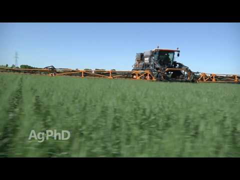 What Happen If No Dormancy Period Of Winter Wheat
