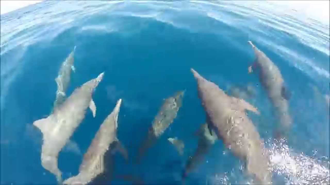 Take a Divine Spin with our Costa Rica Spinner Dolphins! * GoPro Video ...