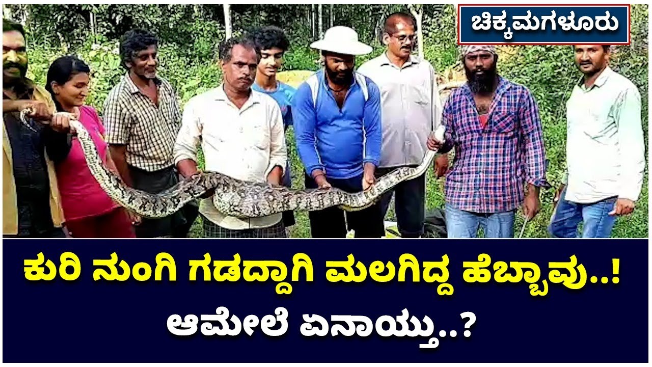Massive Python Swallow Goat In Chikkamagaluru |ಗಡದ್ದಾಗಿ ಮಲಗಿದ್ದ ...