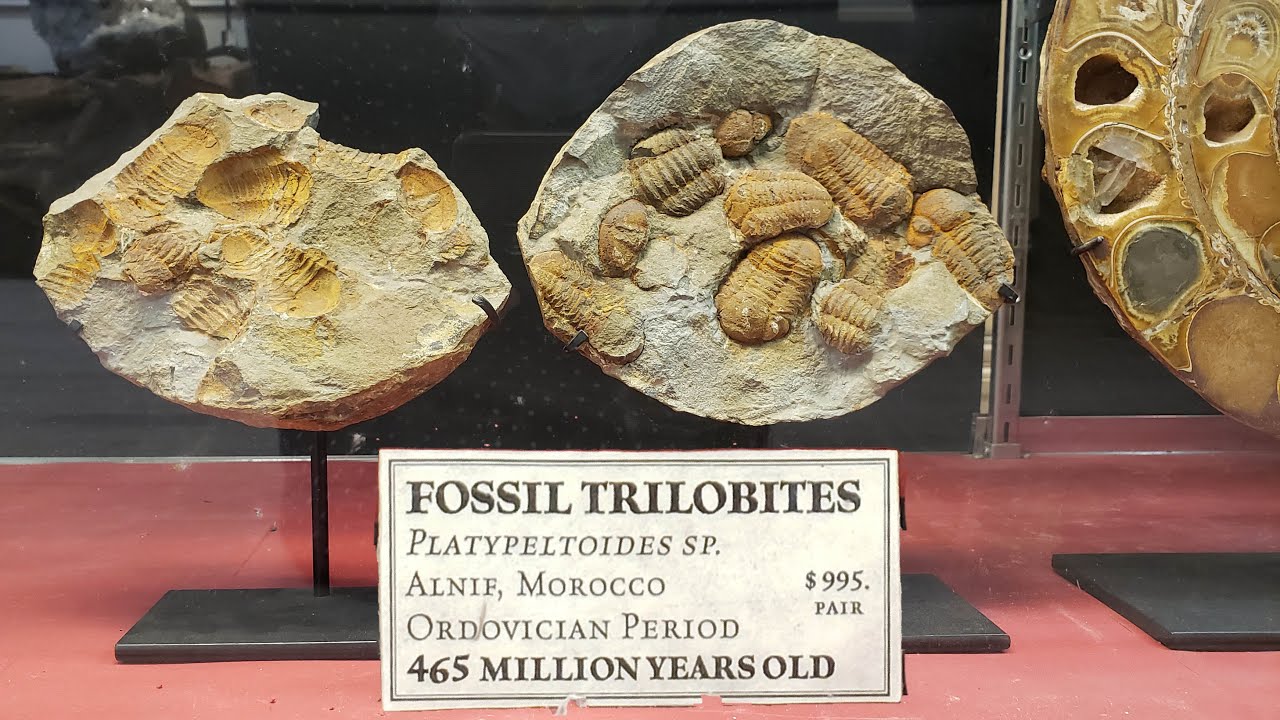 Spotlight on: Trilobites - YouTube