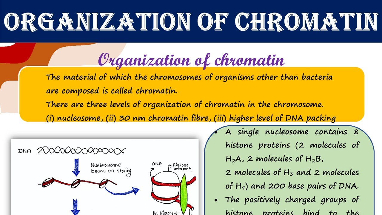 Organization Of Chromatin Nucleosome 30 Nm Chromatin Fibre Higher