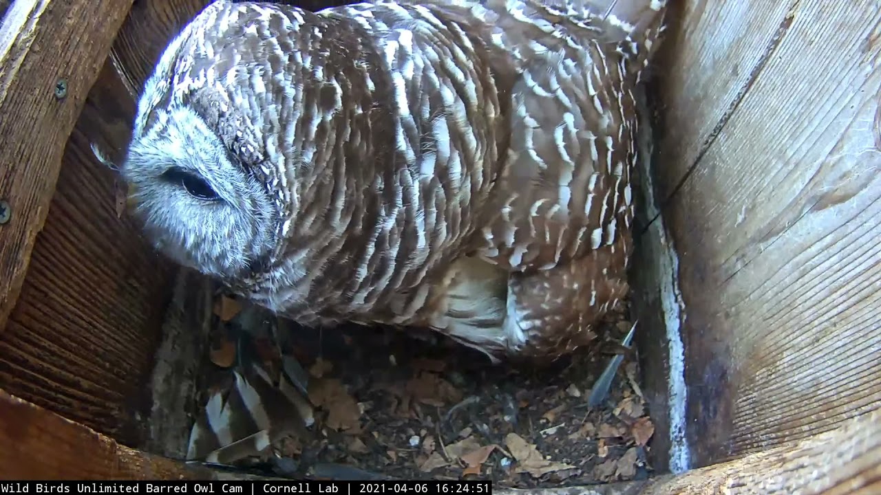"Who Cooks For You?" Asks The Barred Owl – April 6, 2021 - YouTube