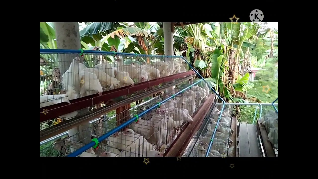 300 Heads RTL Chickens for my Poultry - YouTube