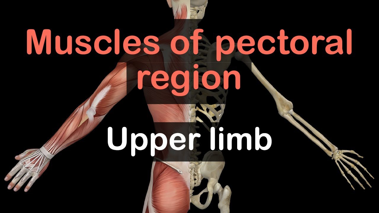 Upper limb: Muscles of pectoral region & Axilla - YouTube