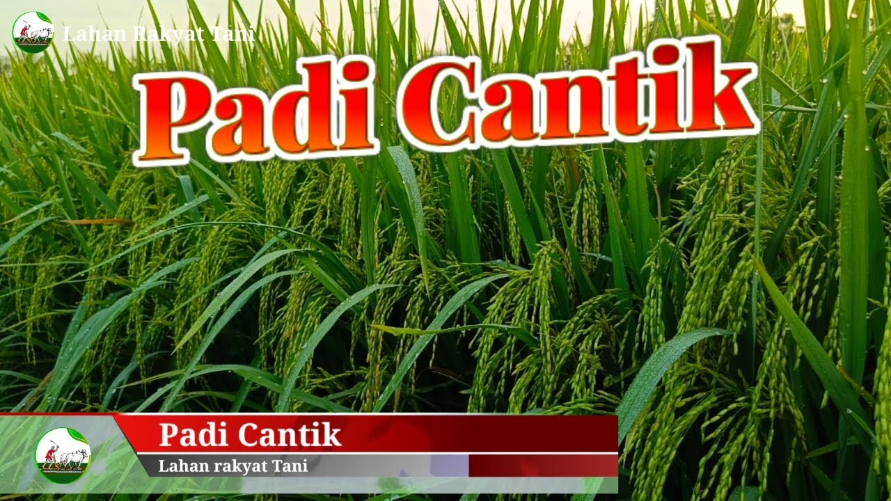 Padi Cantik: Persilangan Padi Mekongga dan Padi Kristal yang Memukau ...