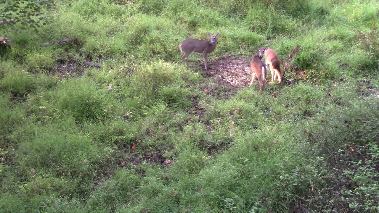 NJ Deer Hunt Sept 21, 2019 - YouTube