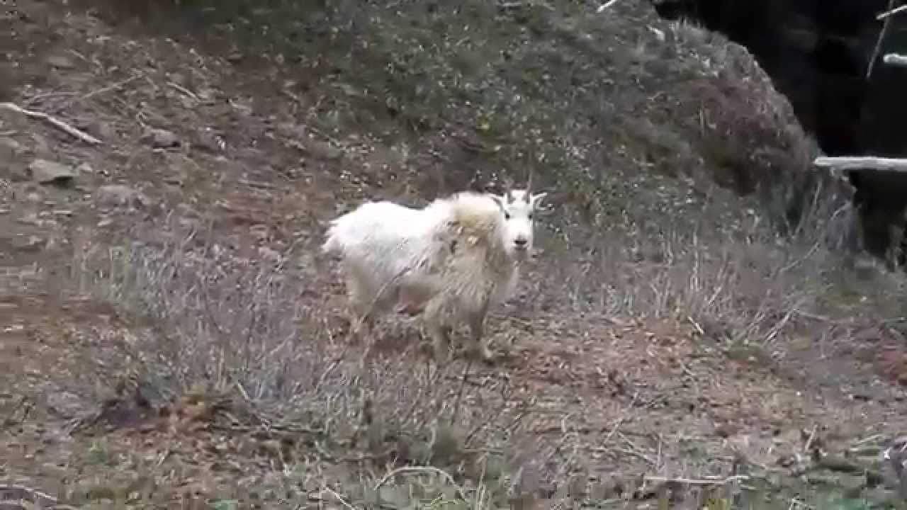 Goat Attack on Kachess Ridge - YouTube