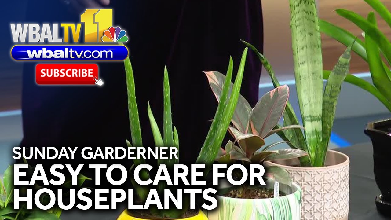 Sunday Gardener: Hearty houseplants - YouTube
