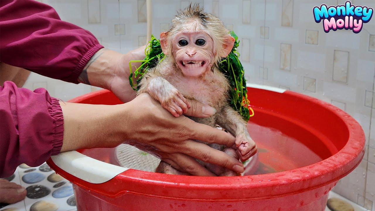 Dad finally returned, bringing rare medicine to help Monkey Molly ...